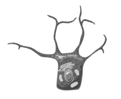 Resources | Cellsonics